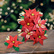 Bouquet (Poinsettia) - Bouquet - Plants - Home and Living - Canon ...