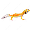 Leopard Gecko - Pet Series - Animals - Paper Craft - Canon Creative Park