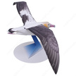 Albatross - Flying Animals - Animals - Paper Craft - Canon Creative Park