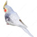 Cockatiel - Pet Series - Animals - Paper Craft - Canon Creative Park