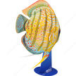 Discus - Pet Series - Animals - Paper Craft - Canon Creative Park
