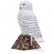 Snowy Owl (Male, Standing) - Arctic and Antarctic / Pacific Region ...
