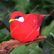 Colorful Bird (Red Warbler) - Pet Series - Animals - Paper Craft ...